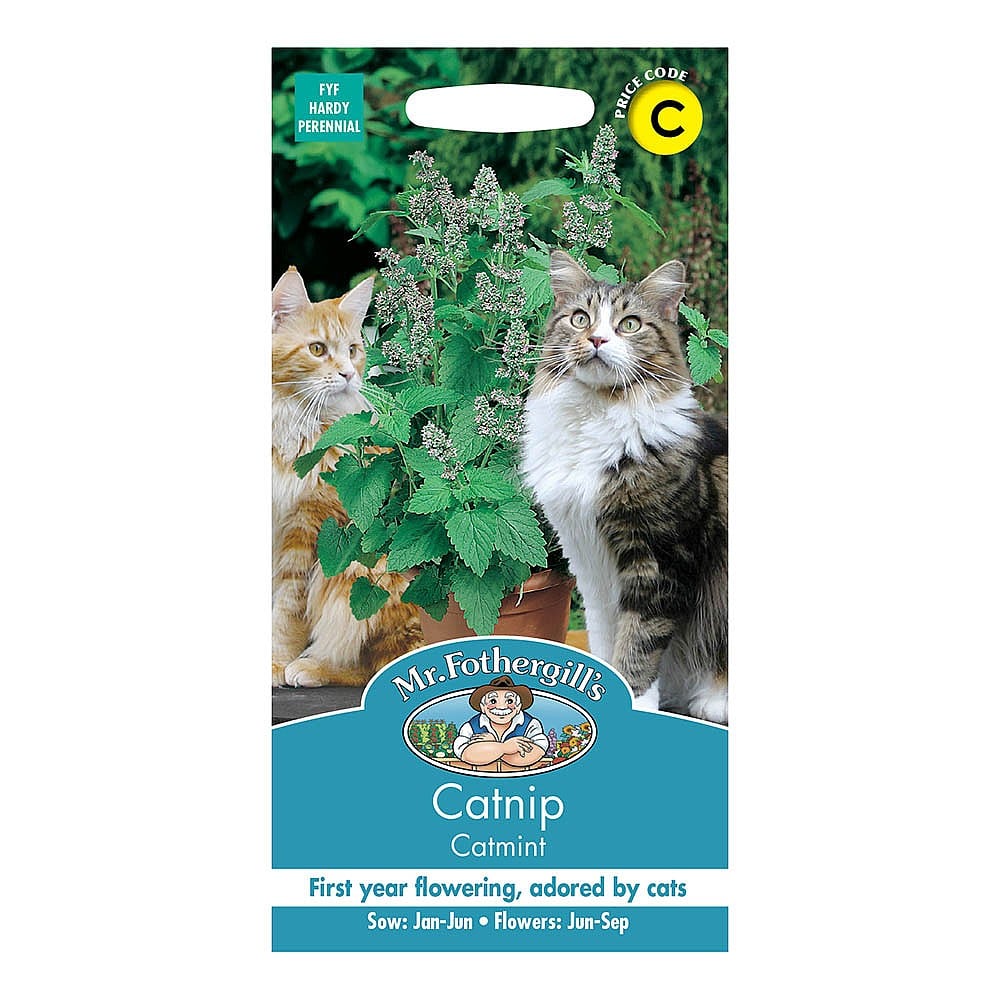 Catmint Cat Nip – Acres Supply Garden Centre