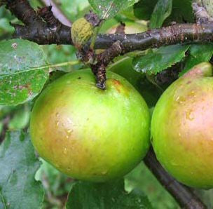 'Bramleys Seedling' Apple Tree – Acres Supply Garden Centre